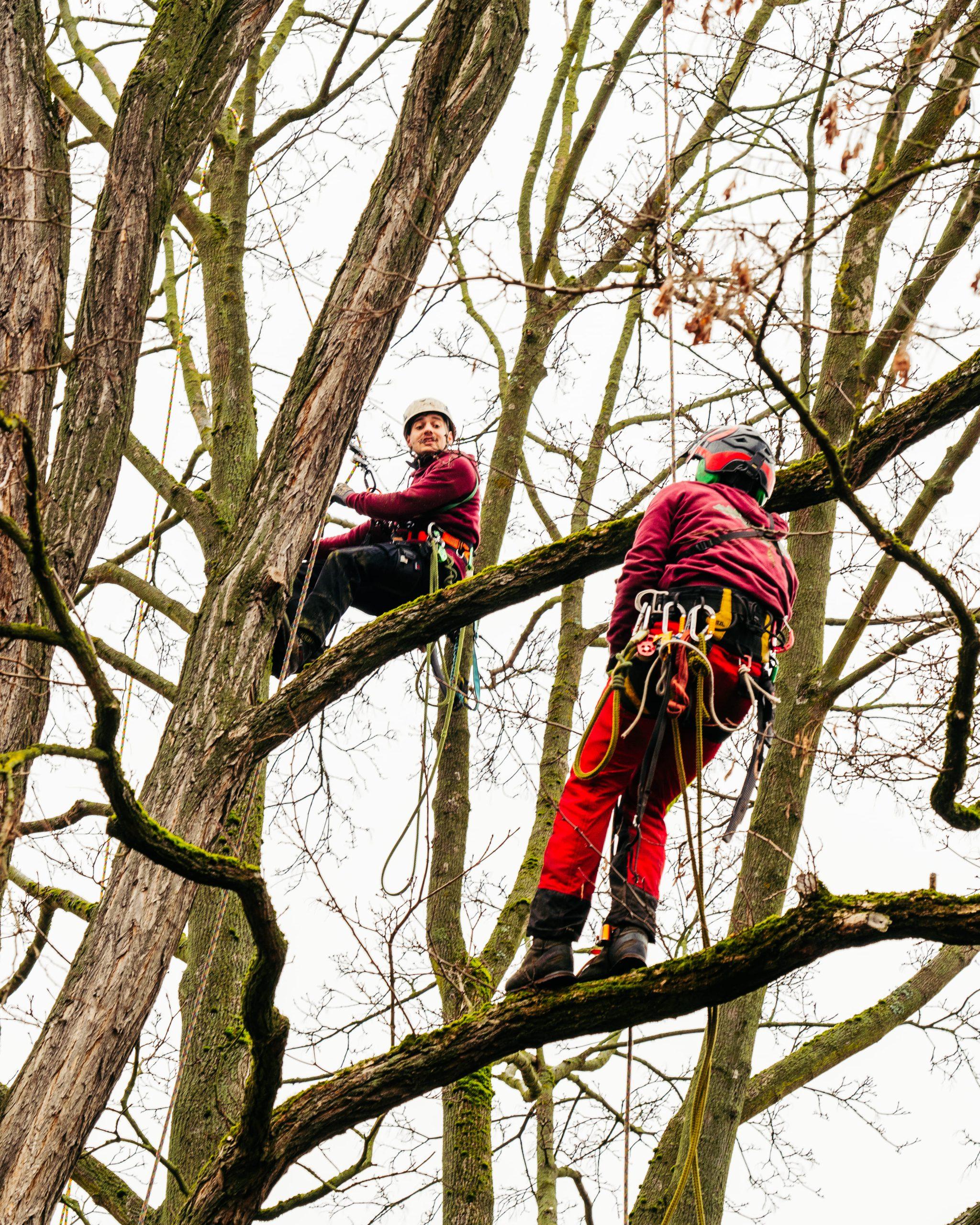 Baumpflege - ImBaum - Baumpflege Berlin
